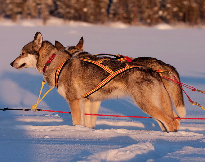 TROLL Nomesele - Seler - Nutaaq.dk