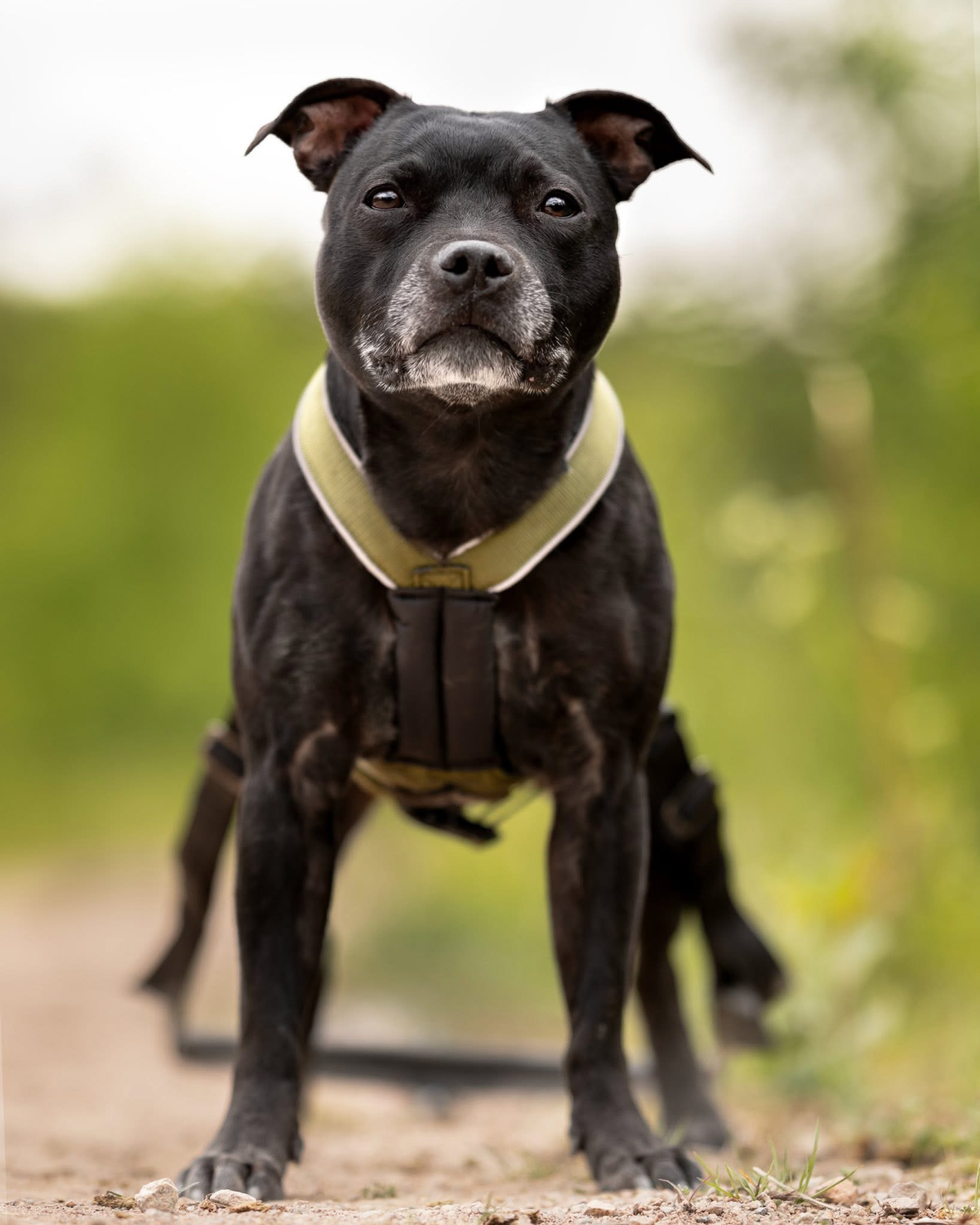 VIP Multisport Staff Sele - Seler - Nutaaq.dk