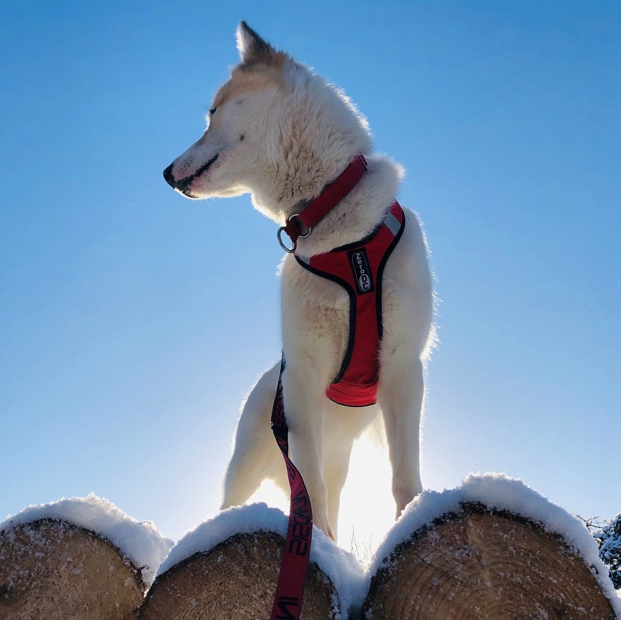 Zero DC Short - Seler - Nutaaq.dk